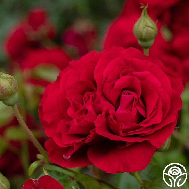 Braveheart Shrub Rose | Red Rose Bush – Heirloom Roses