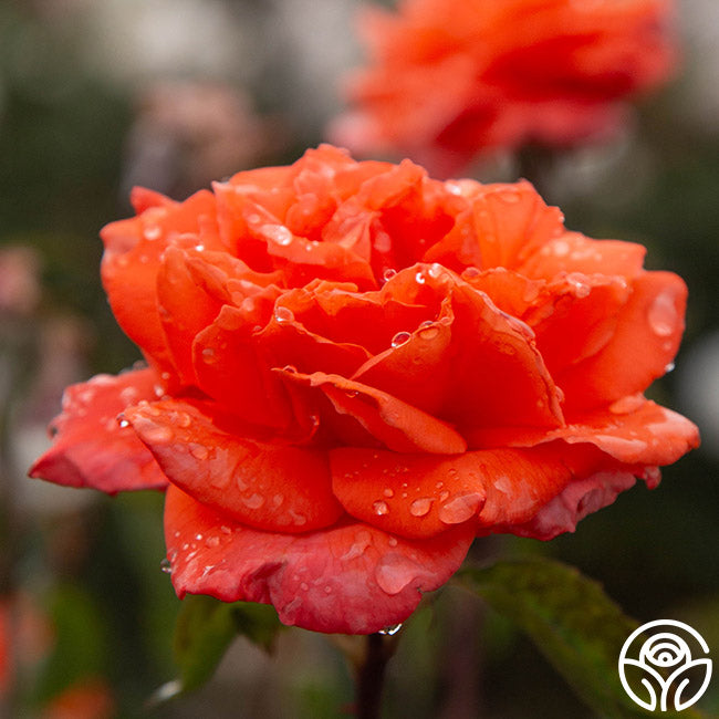 Bright Fire Rose - Climbing Roses - Lightly Fragrant – Heirloom Roses