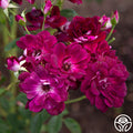 Burgundy Iceberg Rose - Shrub - Lightly Fragrant – Heirloom Roses
