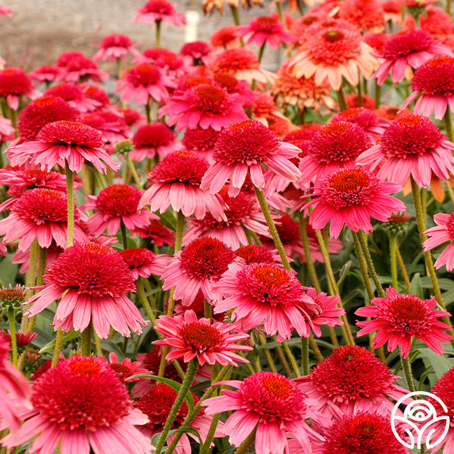 Cara Mia™ Carmine – Heirloom Roses