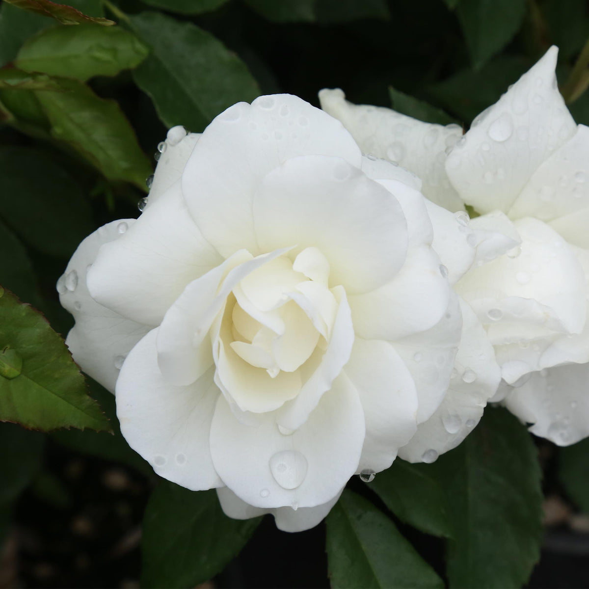 CL Iceberg Climbing Rose | White Rose Plant – Heirloom