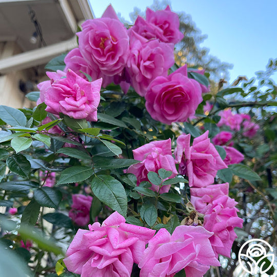 CL Pinkie Rose - Climbing Roses - Very Fragrant – Heirloom Roses