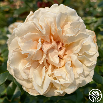 Brandy Hybrid Tea Rose |Apricot Rose Plant – Heirloom Roses