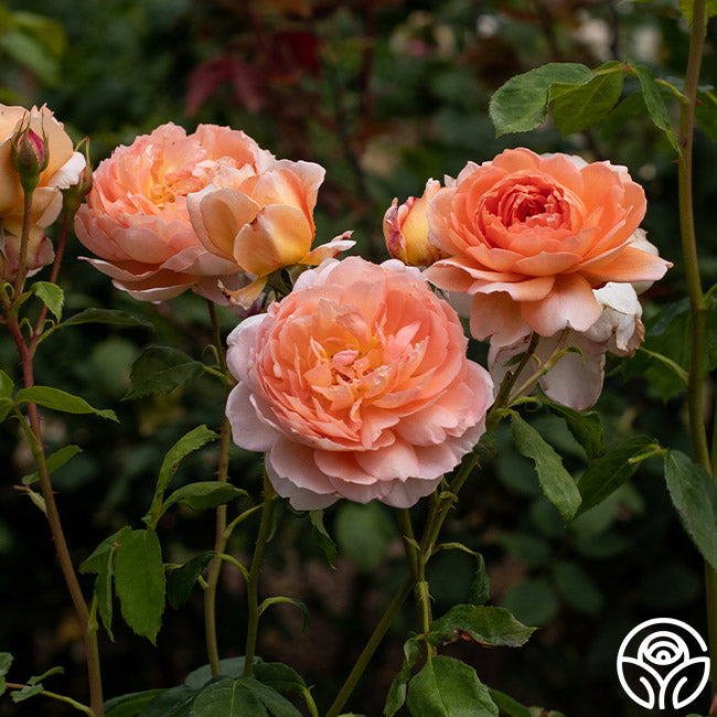 Carding Mill™ | Apricot English Shrub Rose Rose Bush – Heirloom