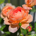 Carding Mill™ – Heirloom Roses