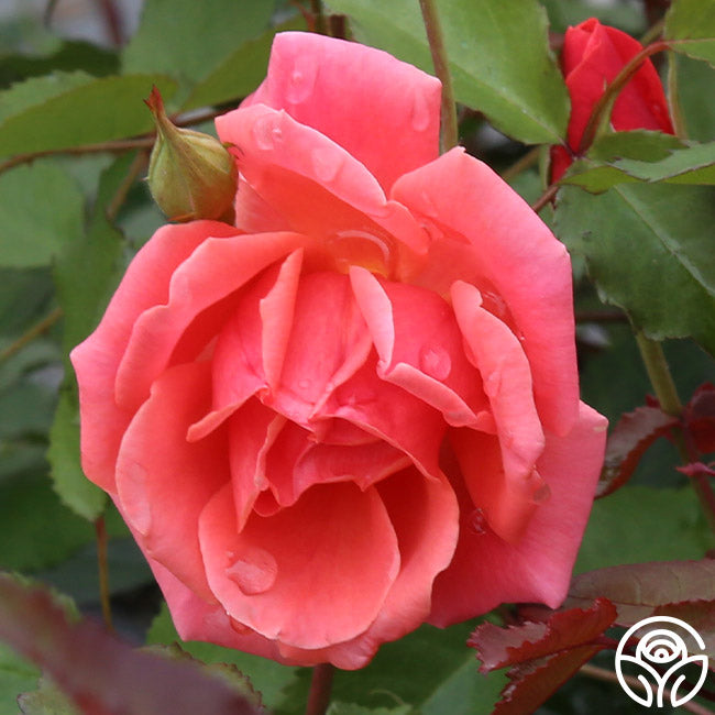 Carefree Celebration Shrub Rose | Orange Rose Plant – Heirloom