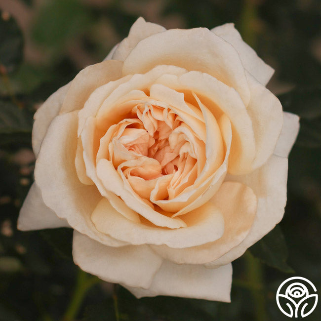 Caramel Kiss Rose Plant – Heirloom Roses
