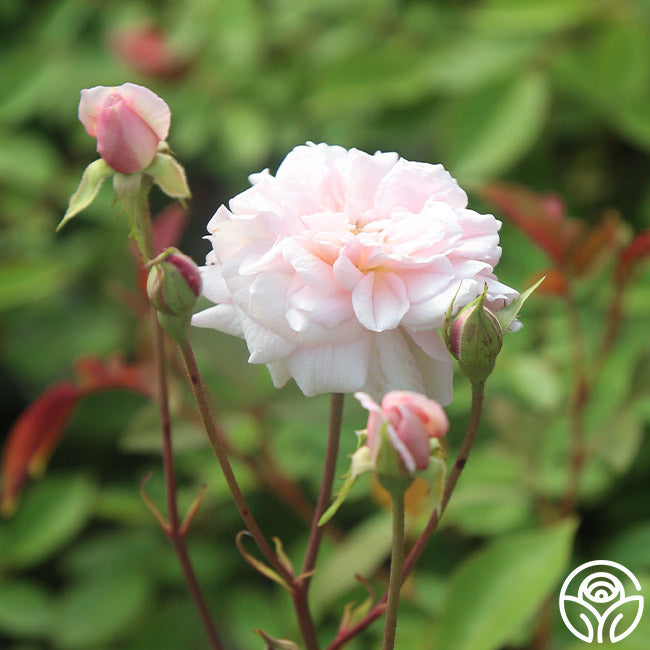 Cécile Brünner Rose - Polyantha - Lightly Fragrant – Heirloom Roses