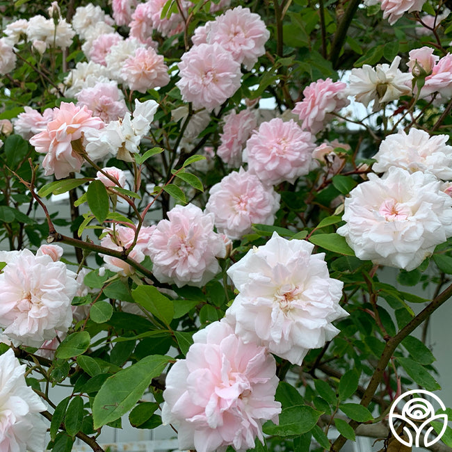 Cecile Brunner Thornless Rose | Unique Garden Plant – Heirloom Roses