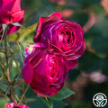 Celestial Night™ – Heirloom Roses