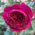 Celestial Night™ – Heirloom Roses