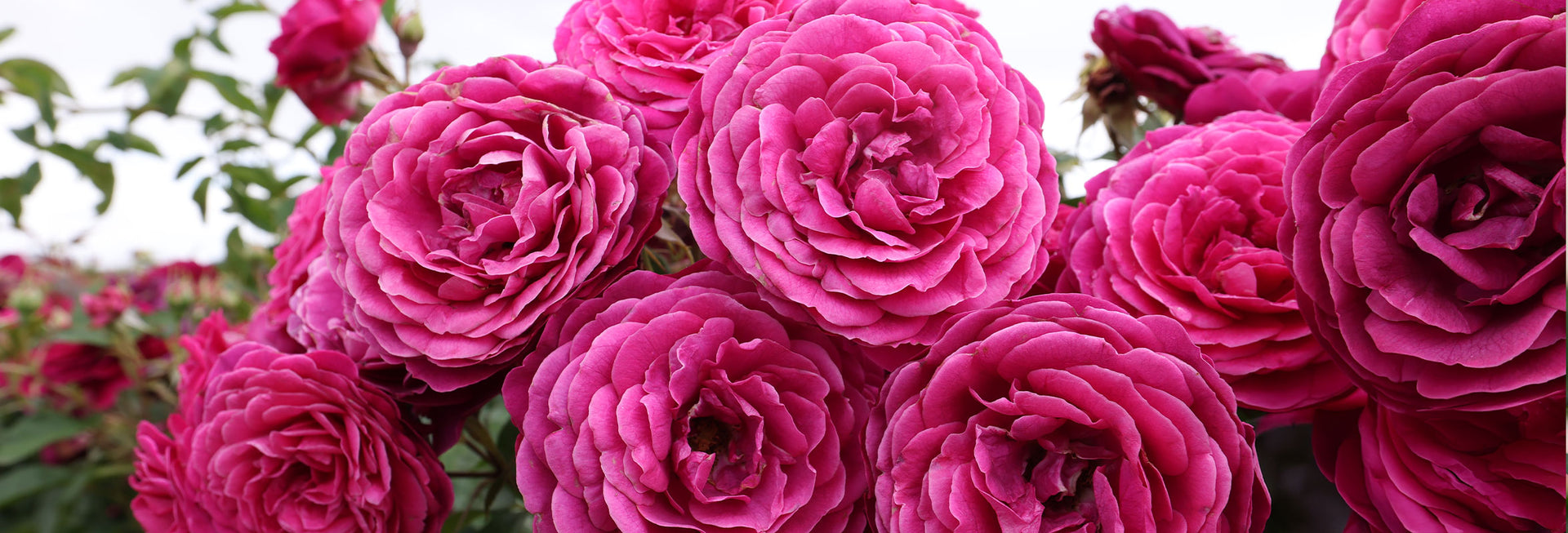 All Roses – Heirloom Roses