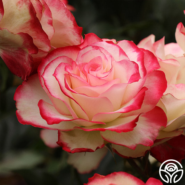 Cherry Parfait Grandiflora Rose | Colorful Rose Bush – Heirloom Roses