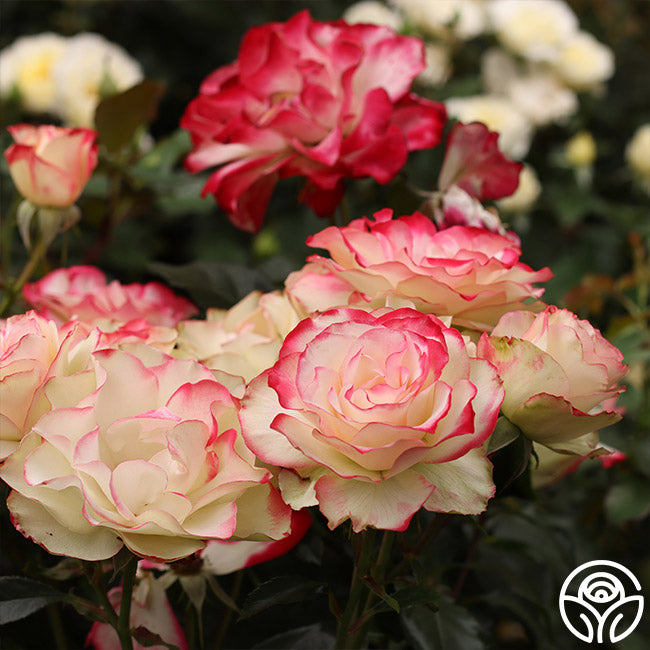 Cherry Parfait Rose - Grandiflora - Lightly Fragrant – Heirloom Roses