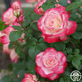 Cherry Parfait Rose - Grandiflora - Lightly Fragrant – Heirloom Roses