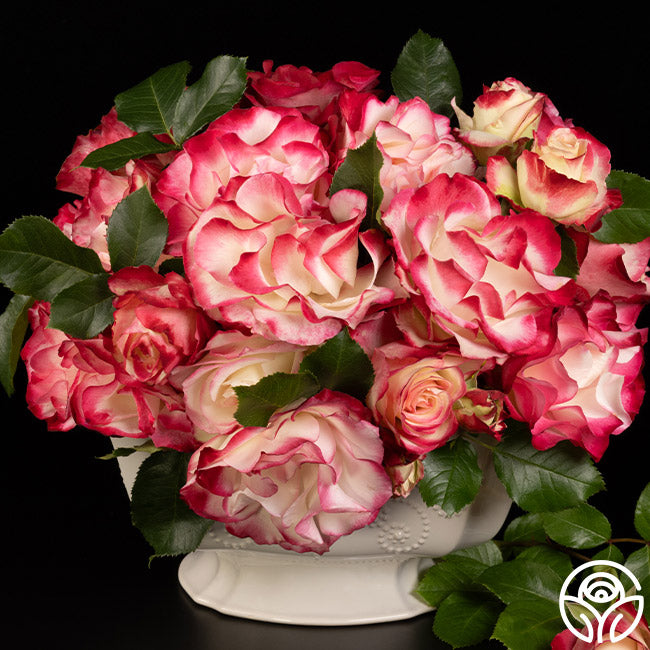 Cherry Parfait Rose - Grandiflora - Lightly Fragrant – Heirloom Roses