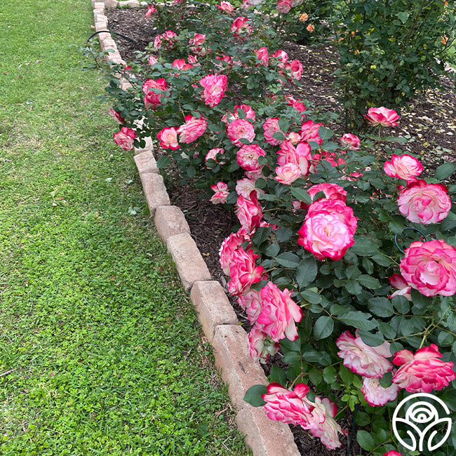 Cherry Parfait Rose - Grandiflora - Lightly Fragrant – Heirloom Roses