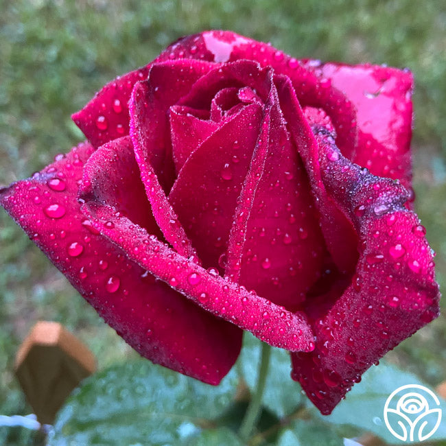 Chrysler Imperial Rose - Hybrid Tea - Exceptionally Fragrant – Heirloom ...