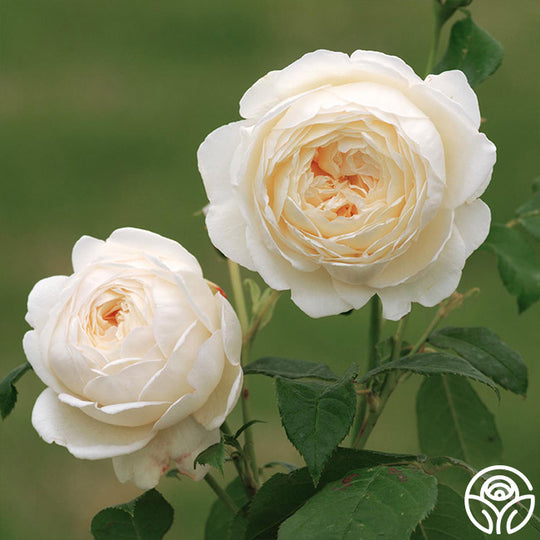 Claire Austin – Heirloom Roses