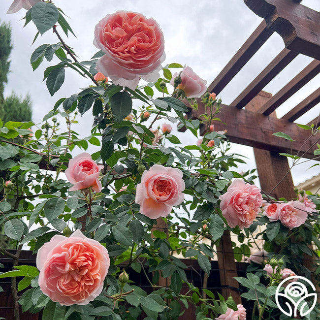 Colette Climbing Rose | Fragrant Rose Bush – Heirloom