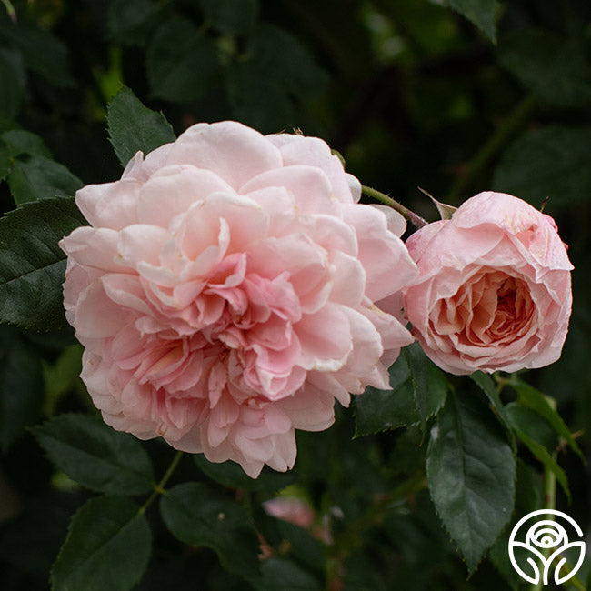 Colette Rose - Shrub - Moderately Fragrant – Heirloom Roses