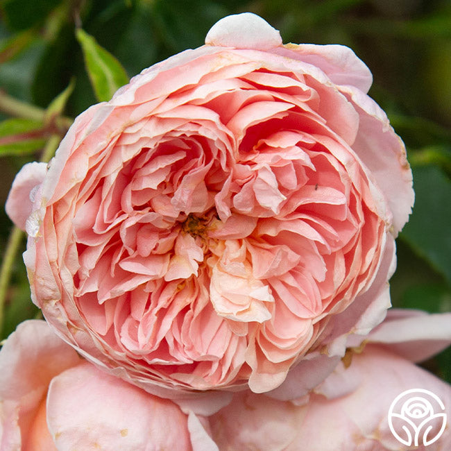 Colette Rose - Shrub - Moderately Fragrant – Heirloom Roses