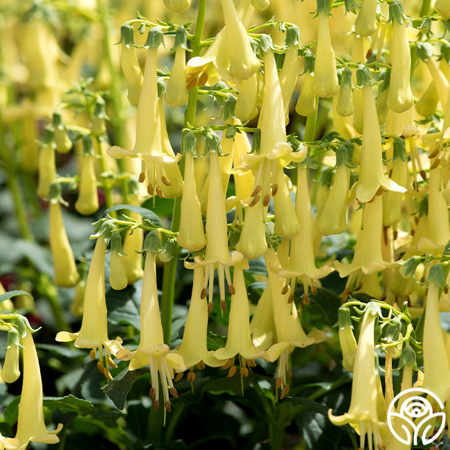 Colorburst™ Yellow – Heirloom Roses