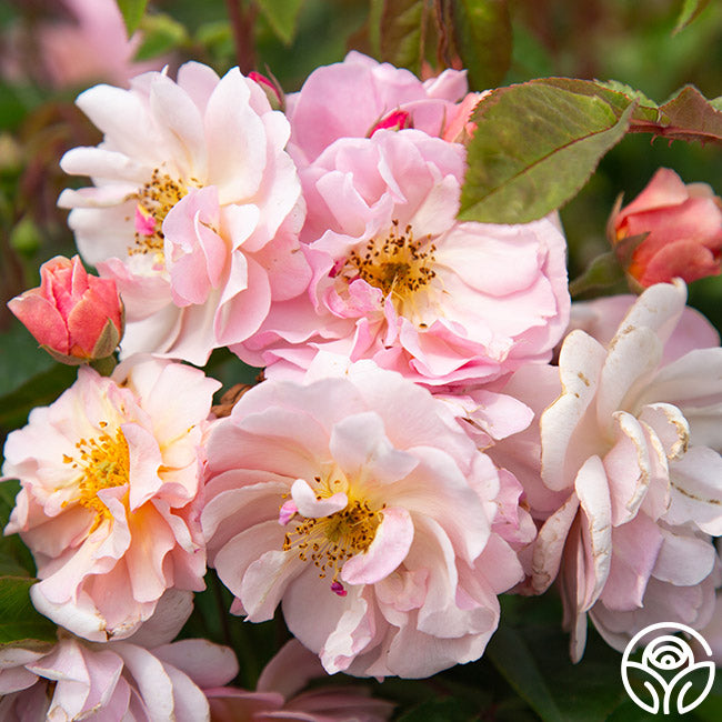Cornelia Hybrid Musk Rose | Fragrant Rose Bush – Heirloom Roses