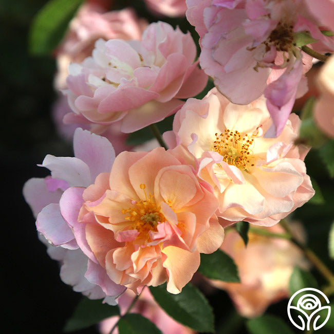 Cornelia Rose - Hybrid Musk - Very Fragrant – Heirloom Roses