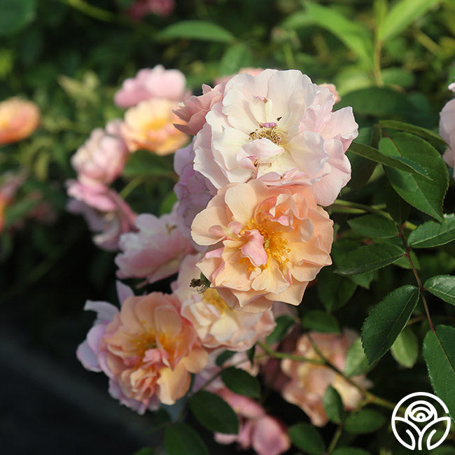 Cornelia Rose - Hybrid Musk - Very Fragrant – Heirloom Roses