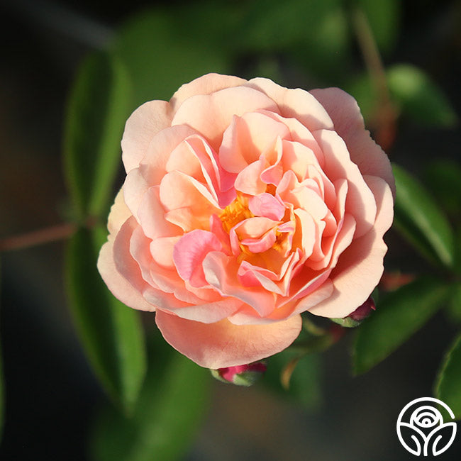 Cornelia Rose - Hybrid Musk - Very Fragrant – Heirloom Roses