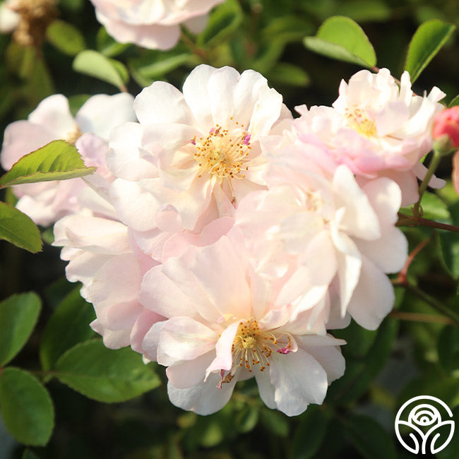 Cornelia Rose - Hybrid Musk - Very Fragrant – Heirloom Roses
