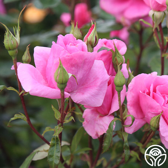 Country Dancer Rose - Hardy - Very Fragrant – Heirloom Roses