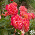 Crazy Love™ – Heirloom Roses