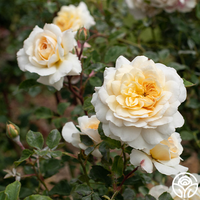Crocus Rose Rose - David Austin - Very Fragrant – Heirloom Roses