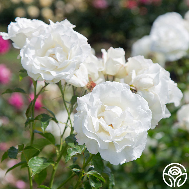 Crystalline Hybrid Tea Rose | White Rose Plant – Heirloom Roses