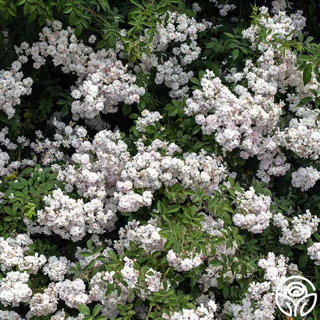 Darlow's Enigma Rose - Rambling Rose - Very Fragrant – Heirloom Roses