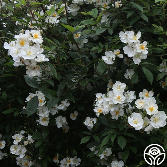 Darlow's Enigma Rose - Rambling Rose - Very Fragrant – Heirloom Roses