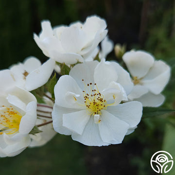 Darlow's Enigma Rose - Rambling Rose - Very Fragrant – Heirloom Roses