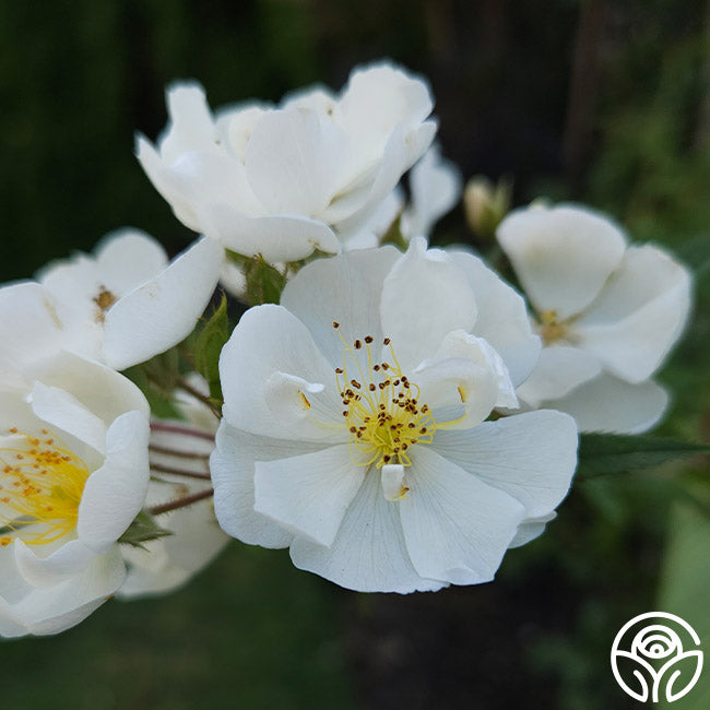 Darlow's Enigma Rose - Rambling Rose - Very Fragrant – Heirloom Roses