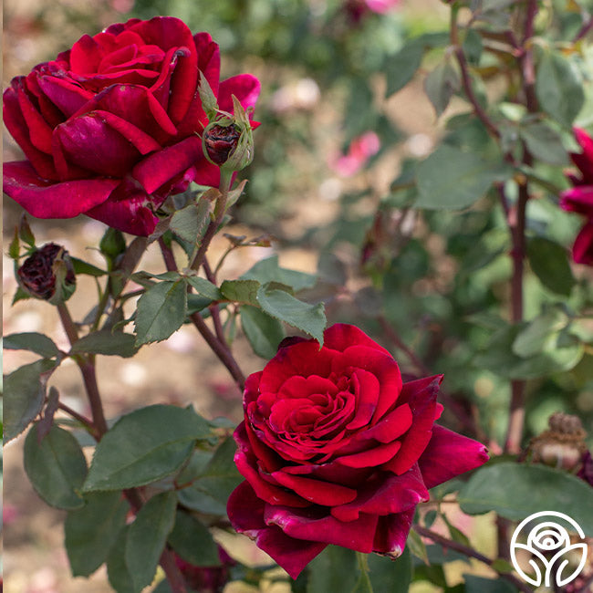 Deep Secret Rose - Hybrid Tea - Exceptionally Fragrant – Heirloom Roses
