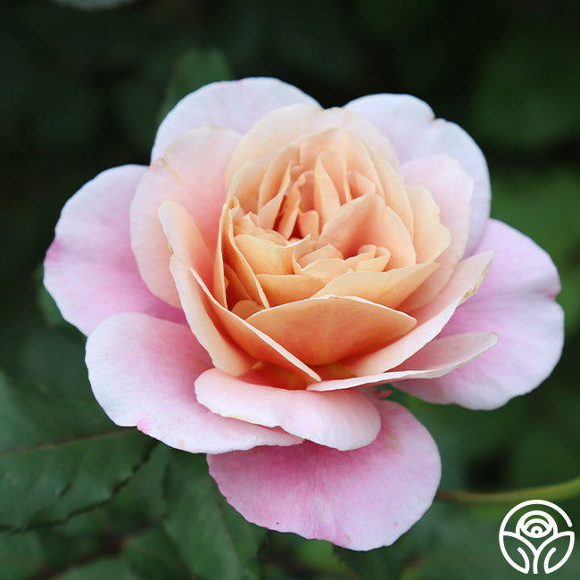 Distant Drums Rose - Hardy - Moderately Fragrant – Heirloom Roses