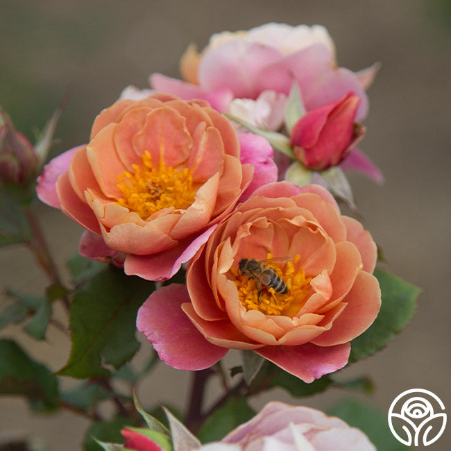 Distant Drums Rose - Hardy - Moderately Fragrant – Heirloom Roses