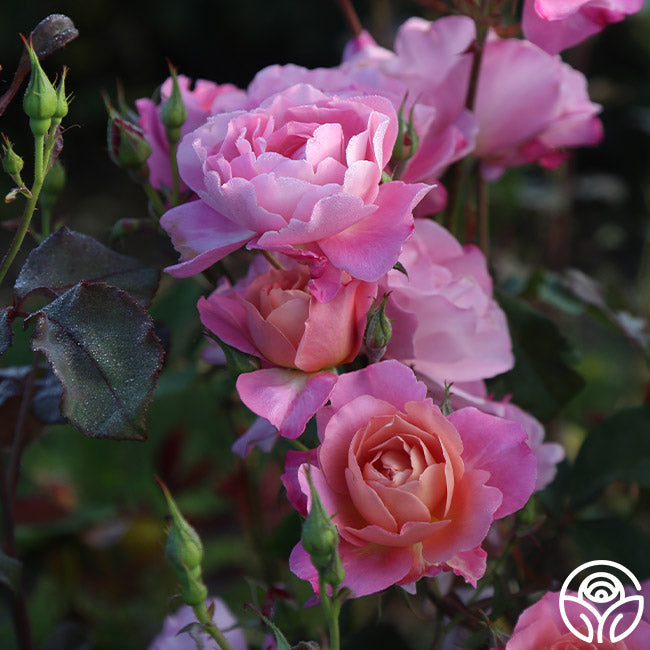 Distant Thunder Rose - Shrub - Exceptionally Fragrant – Heirloom Roses