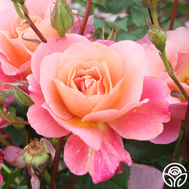 Distant Thunder Rose - Shrub - Exceptionally Fragrant – Heirloom Roses