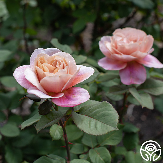 Distant Drums Rose - Hardy - Moderately Fragrant – Heirloom Roses