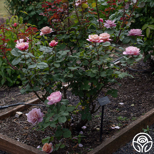 Distant Drums Rose - Hardy - Moderately Fragrant – Heirloom Roses