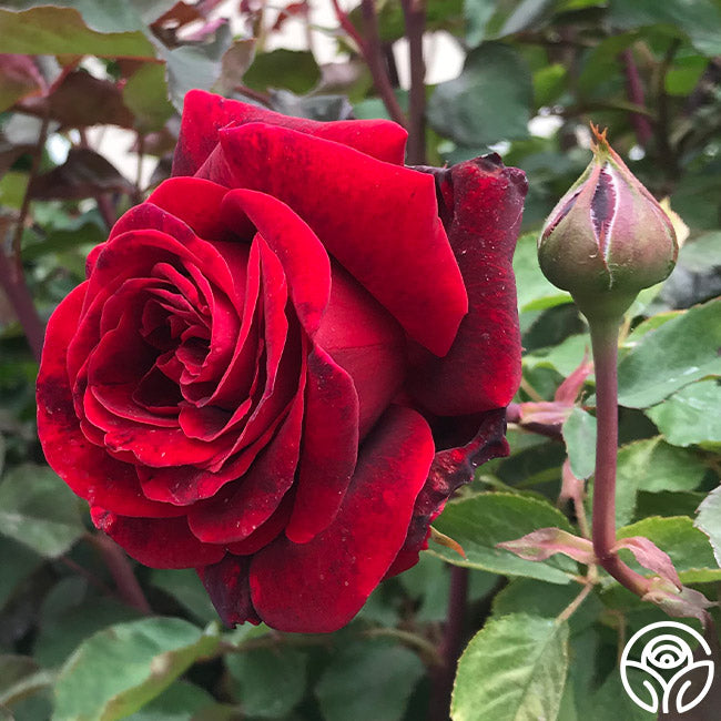Don Juan Rose - Climbing Roses - Very Fragrant – Heirloom Roses