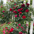 Don Juan Rose - Climbing Roses - Very Fragrant – Heirloom Roses