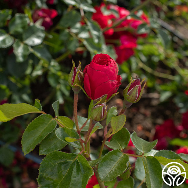 Don Juan Rose - Climbing Roses - Very Fragrant – Heirloom Roses
